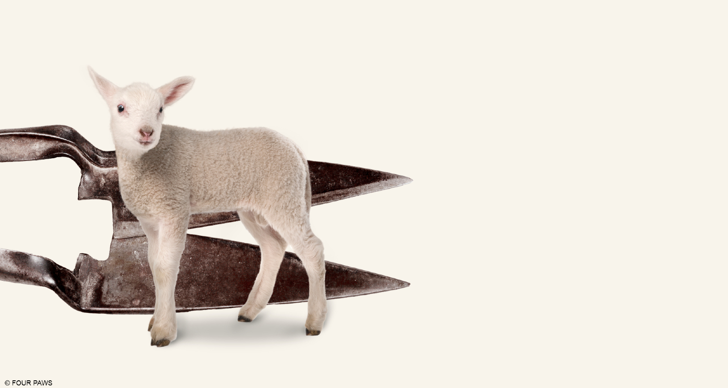 TAKE ACTION FOR LAMBS | FOUR PAWS